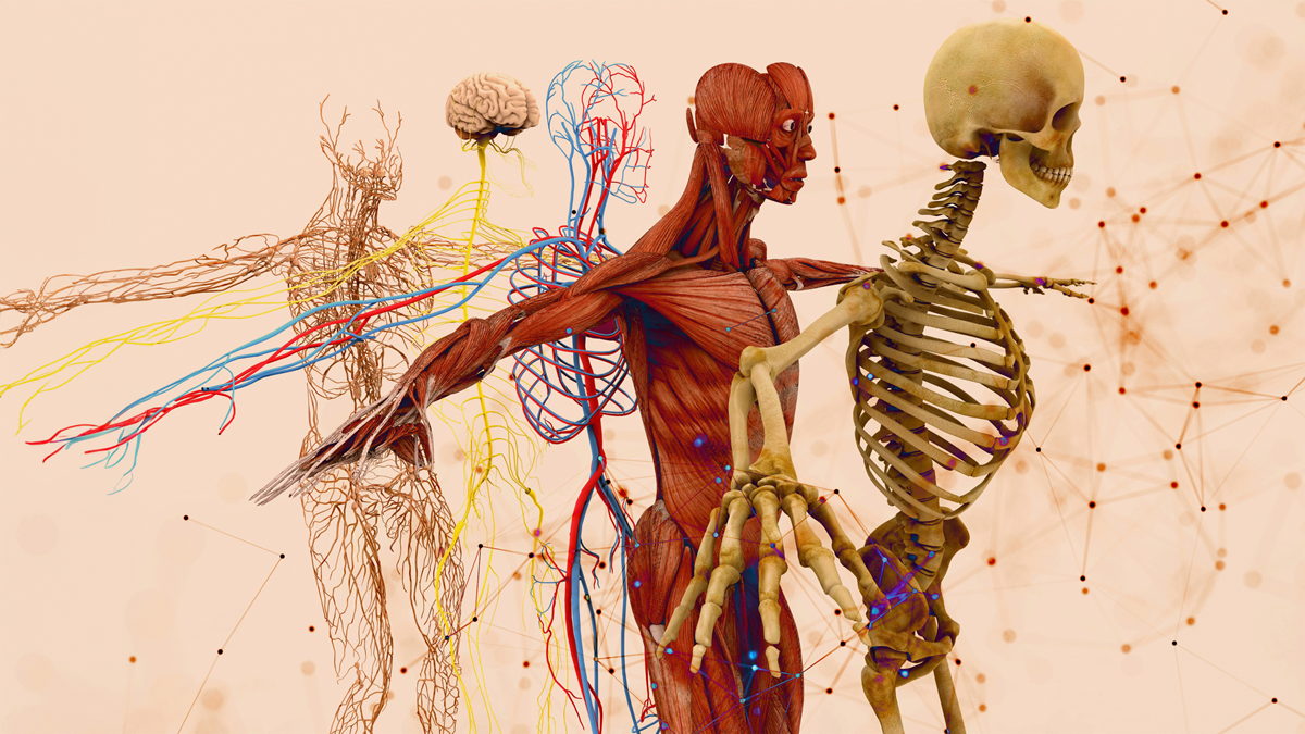 Exploring Science: Human body (for school groups) - EUGENIDES FOUNDATION